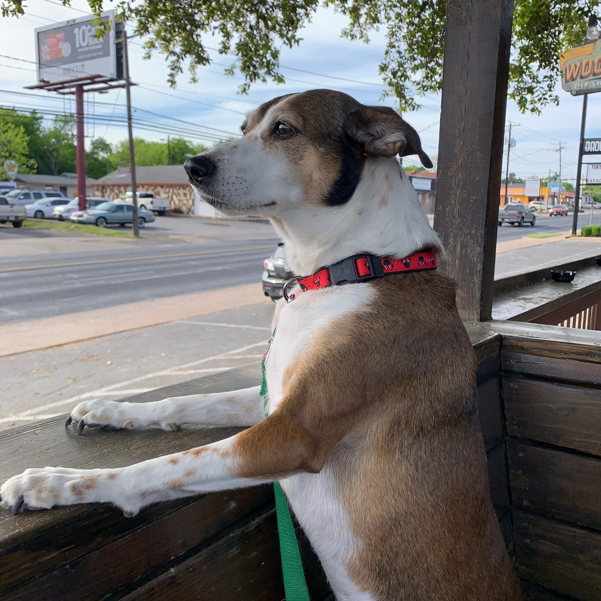 A dog named Jolene – The Braw Dog