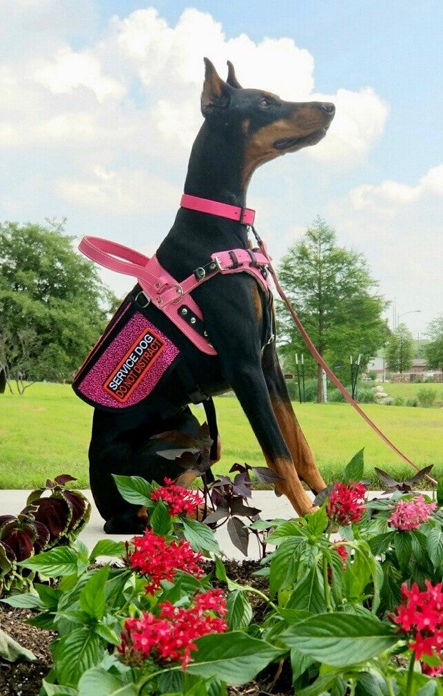 Lexie the Service Dog – The Braw Dog